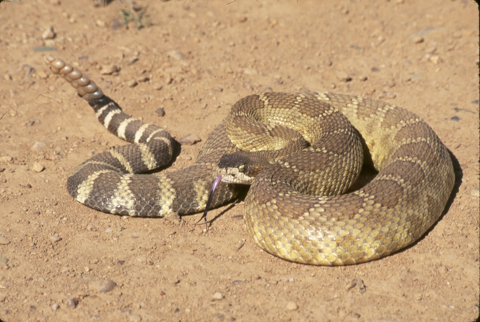 Hedgerow Farms: Snakes on a Farm!