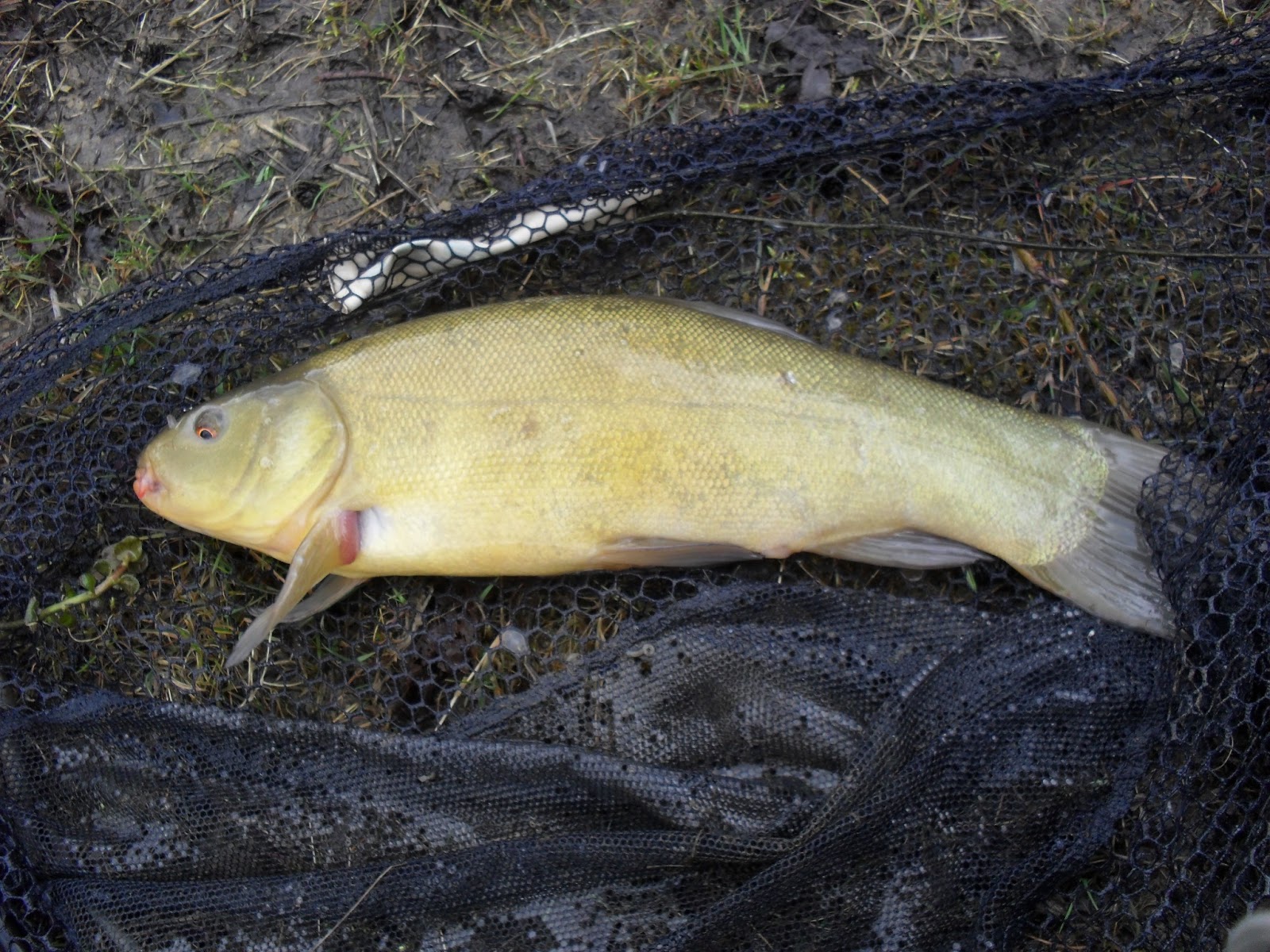 Ken's Fishing Tales: 2013 04 April 12th Nursery Fields, Edenbridge