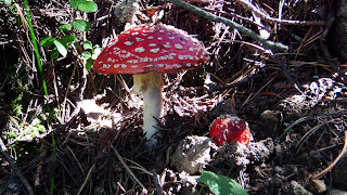 No Brain No Pain: Bolets.