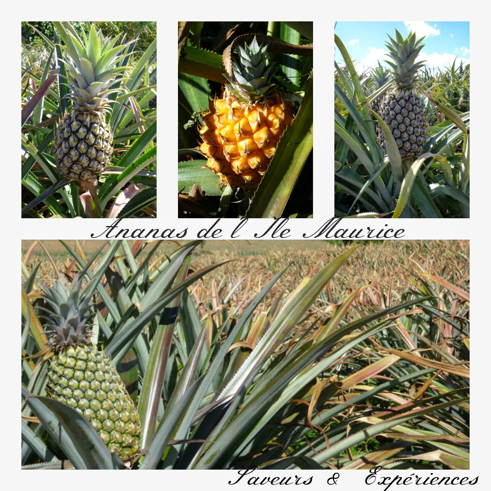 Saveurs et Expériences : Génoise Ricotta & Ananas Frais!