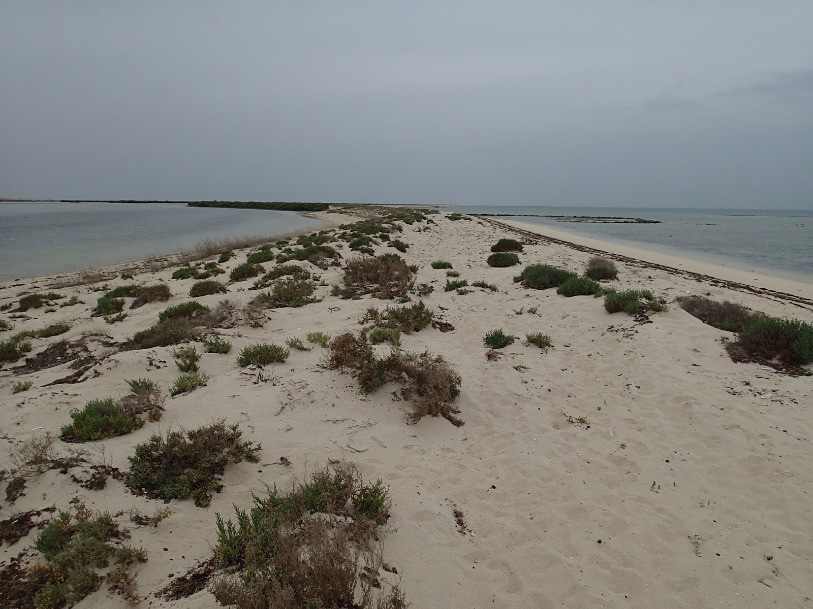 Athens Nature Journal: Coastal nature conservation in Qatar