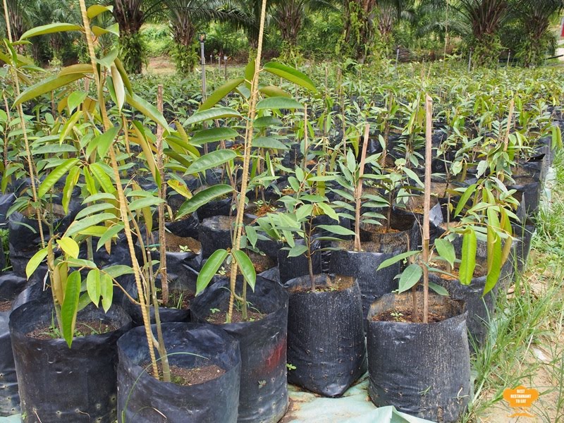 Best Restaurant To Eat - Malaysian Food Blog: RAUB DURIAN FARM Orchard ...