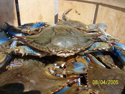 Ocean Observations: Blue Crab