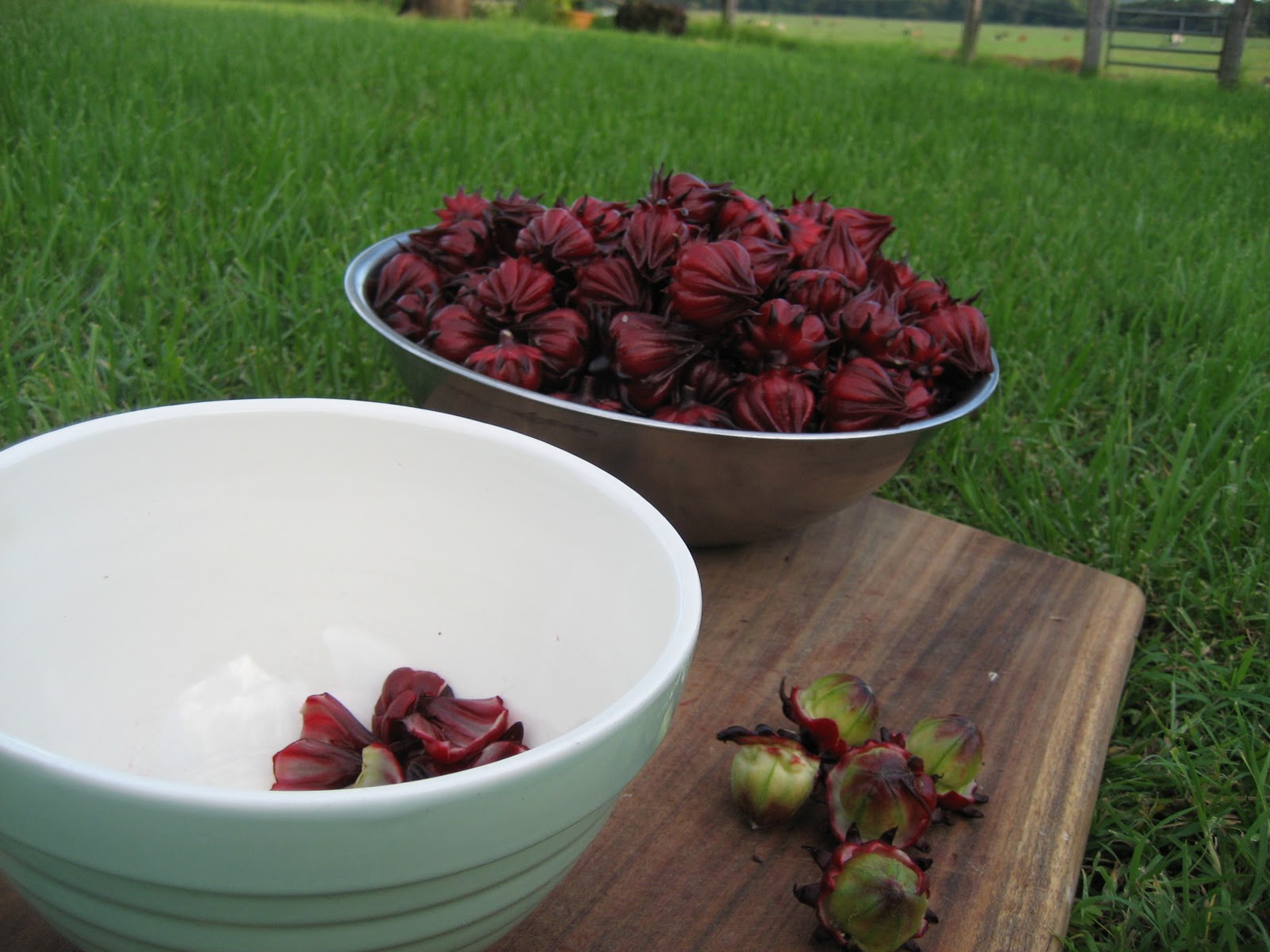Life at Arbordale Farm: The Great Rosella Harvest