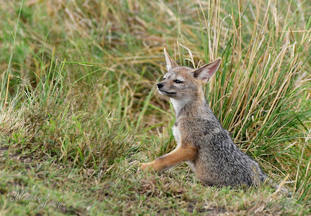 WILDLIFE GATEWAY: Chacal à chabraque, les petits