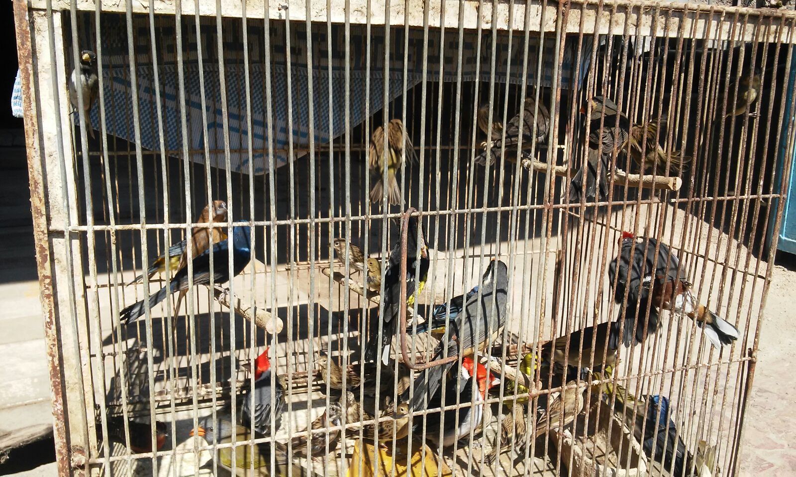 Radio Comunicar 90.7: Secuestraron y liberaron 135 aves cautivas Radio Comunicar 90.7: Secuestraron y liberaron 135 aves cautivas