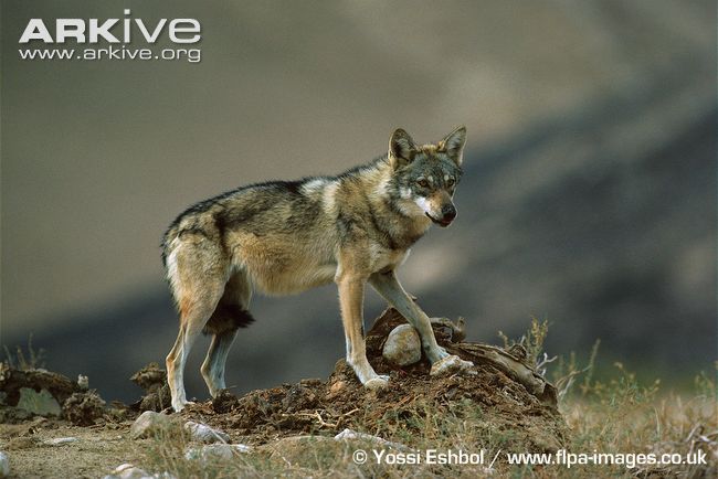 | Wolfs | Wolf Pictures | Wolf Images | Wolves | Red Wolf | Wolf ...