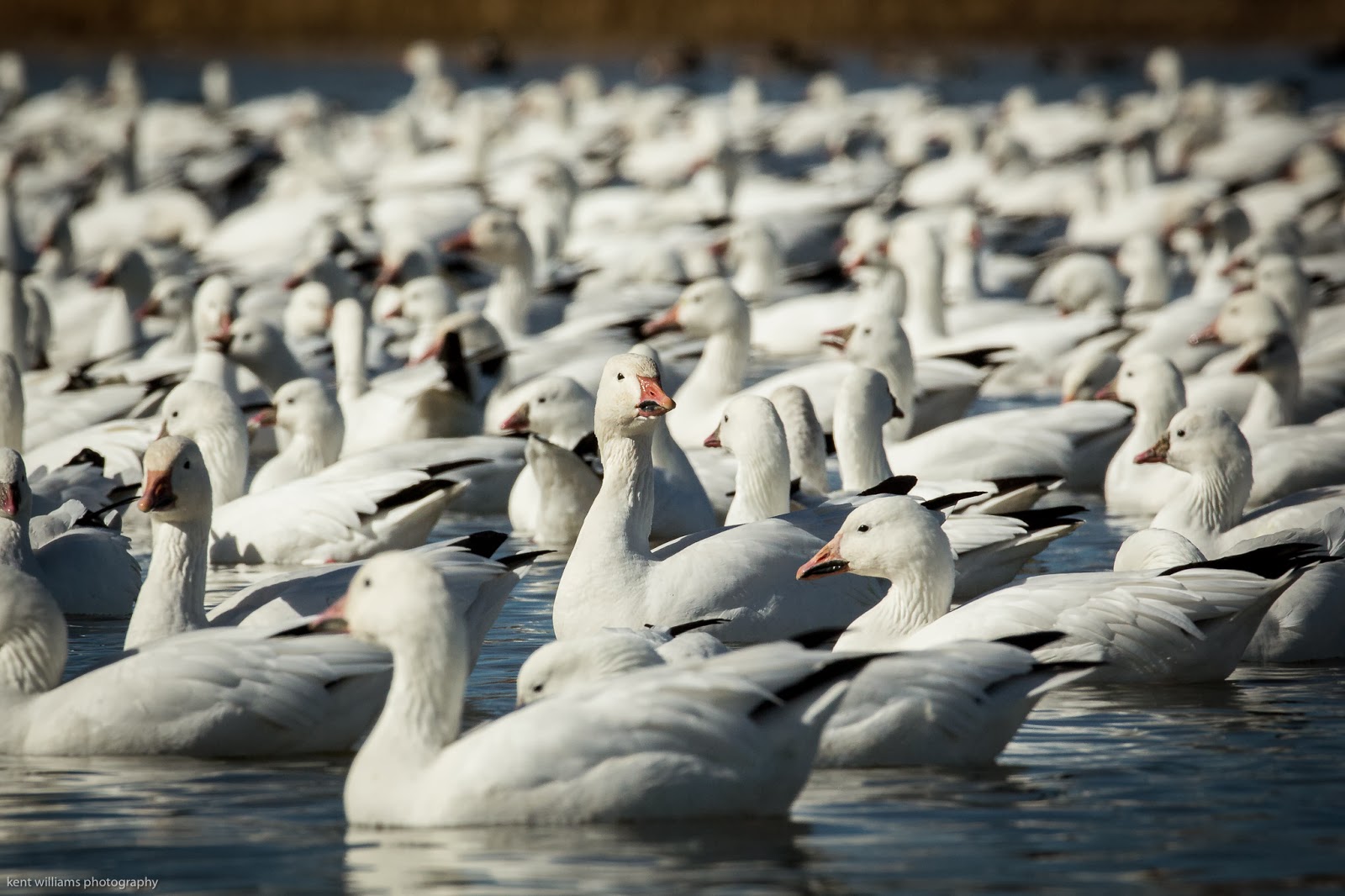 Life in the Right Lane: Snow Geese