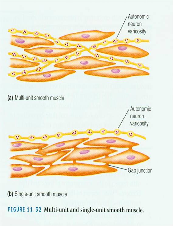 Lo más elemental sobre fisioanatomía humana: SISTEMA MUSCULAR