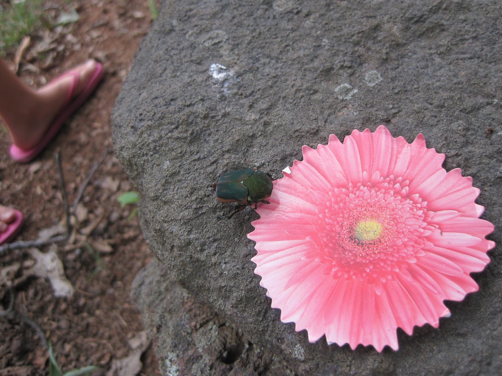 AP Bio Project: Chitin- Beetle Exoskeleton