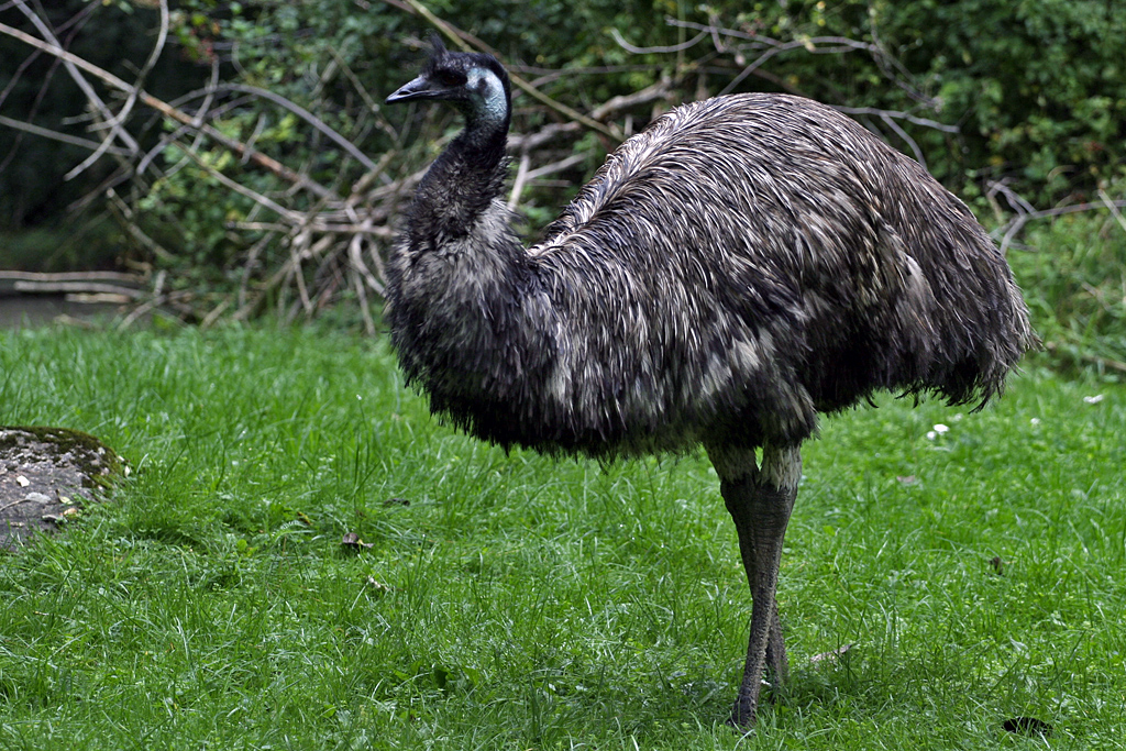 Animals of the world: Avestruz vs Emu