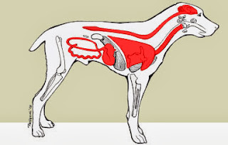 DISTEMPER CANINO - ¿TAMBIÉN EN LEONES? - Mundo Animal