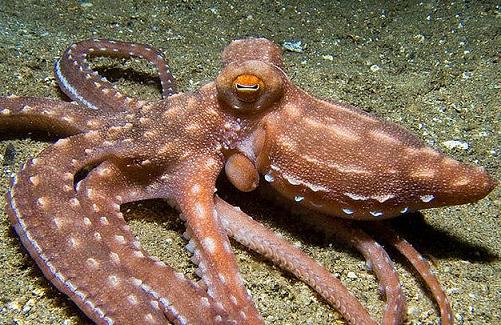Marine Life: Night Octopus or Octopus Ornatus