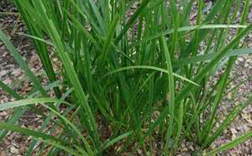 Kreasi Usaha: Manfaat Tanaman Jeringau (Acorus calamus L.) sebagai ...