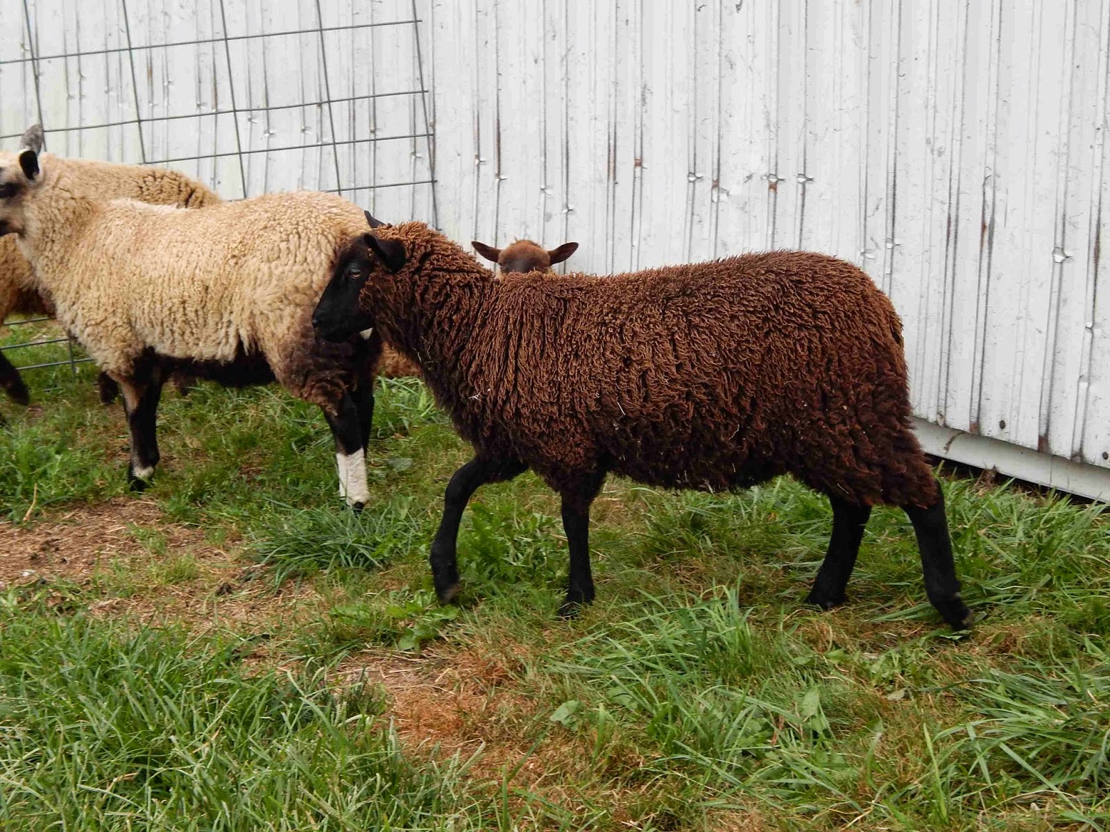 Under The Son Farm: For sale lambs, end of July