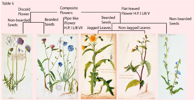 The Phytophactor: Who invented the dichotomous key?
