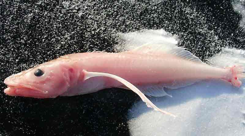 Baikal Oilfish - Fishes World - HD Images & Free Photos