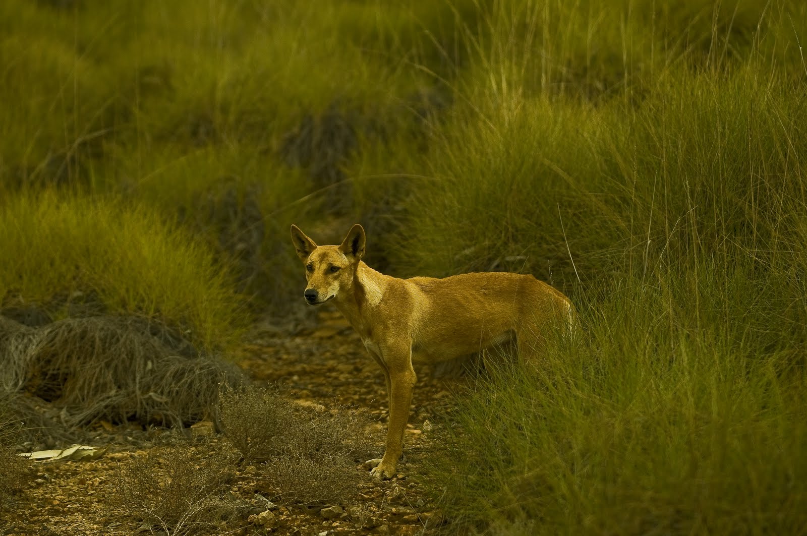 Ty Sawyer's Adventures with Another Shade of Blue: Australia — Bungle ...