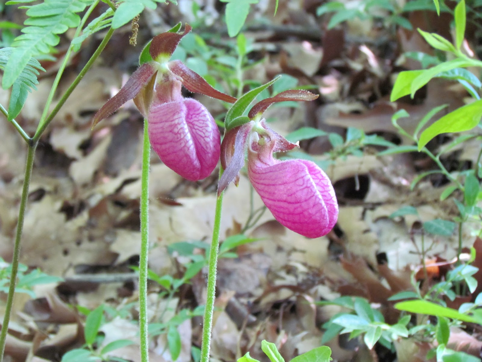 Owl Things First!: We're Going out of 1st With a Bang!