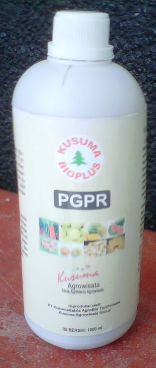 UTAN BARU: Manfaat PGPR Bagi Tanaman