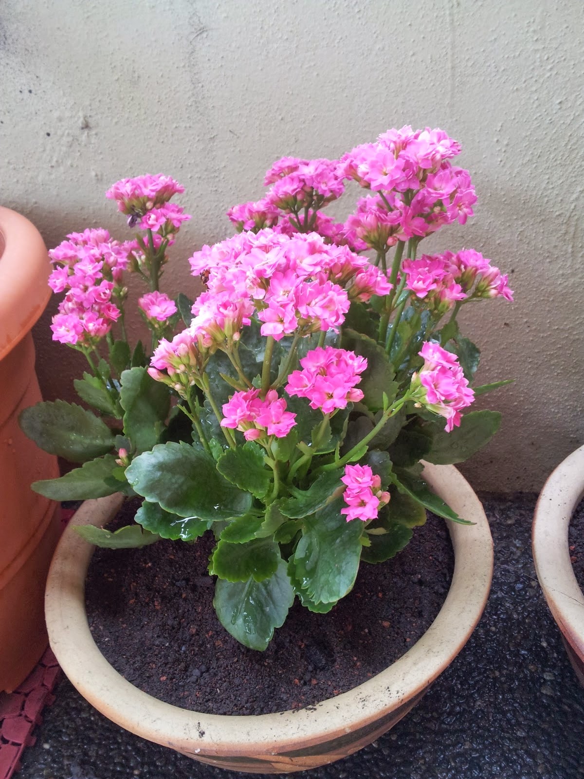 Terbaru 33+ Bunga Cocor Bebek Mini