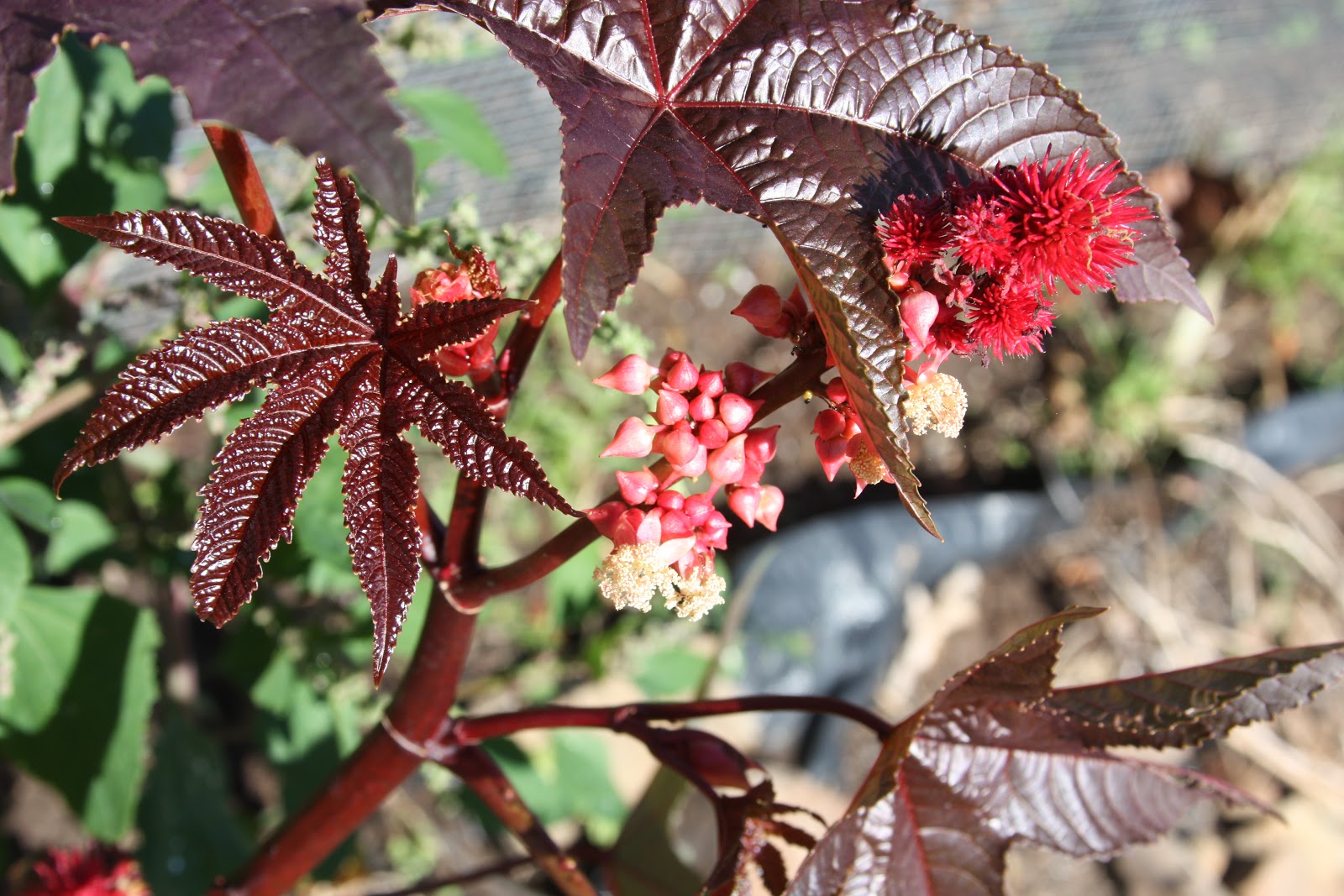 Castor Beans - harvest the seeds this fall for next summer