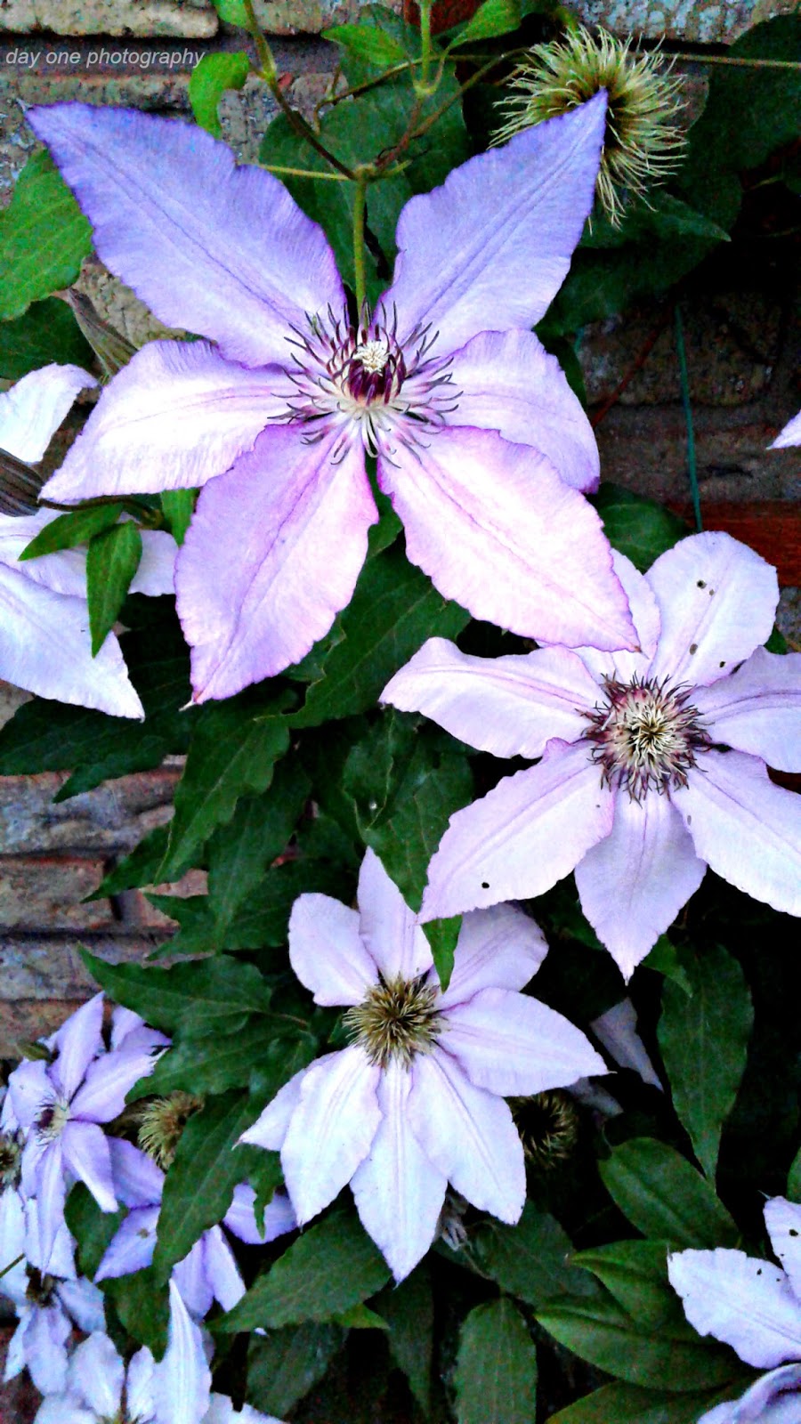 Day One Photography: Lilac/Lavender Colored Clematis