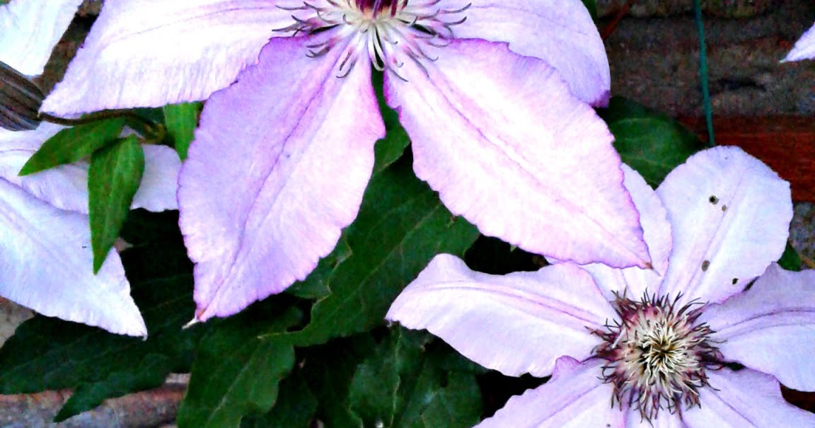 Day One Photography: Lilac/Lavender Colored Clematis