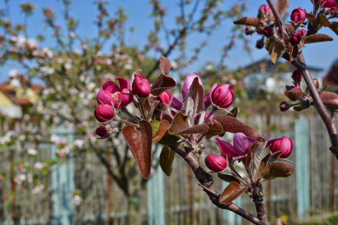 Kleiner Gemüsekönig: Schöne bunte Apfelwelt