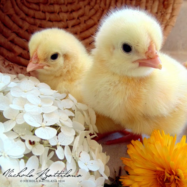 Pixie Hill: Baby chick day