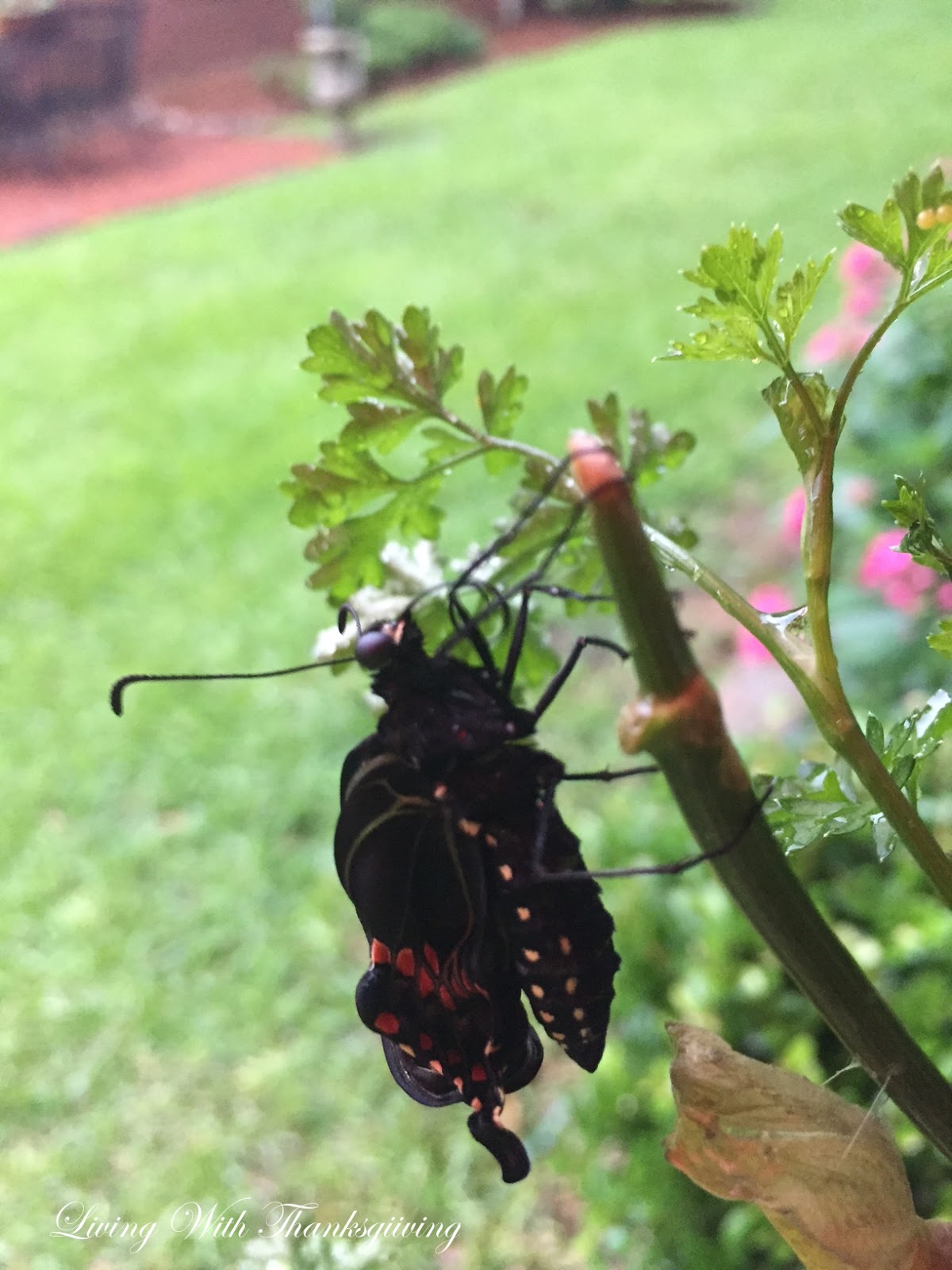 Finally, I'm a beautiful butterfly! - Living With Thanksgiving