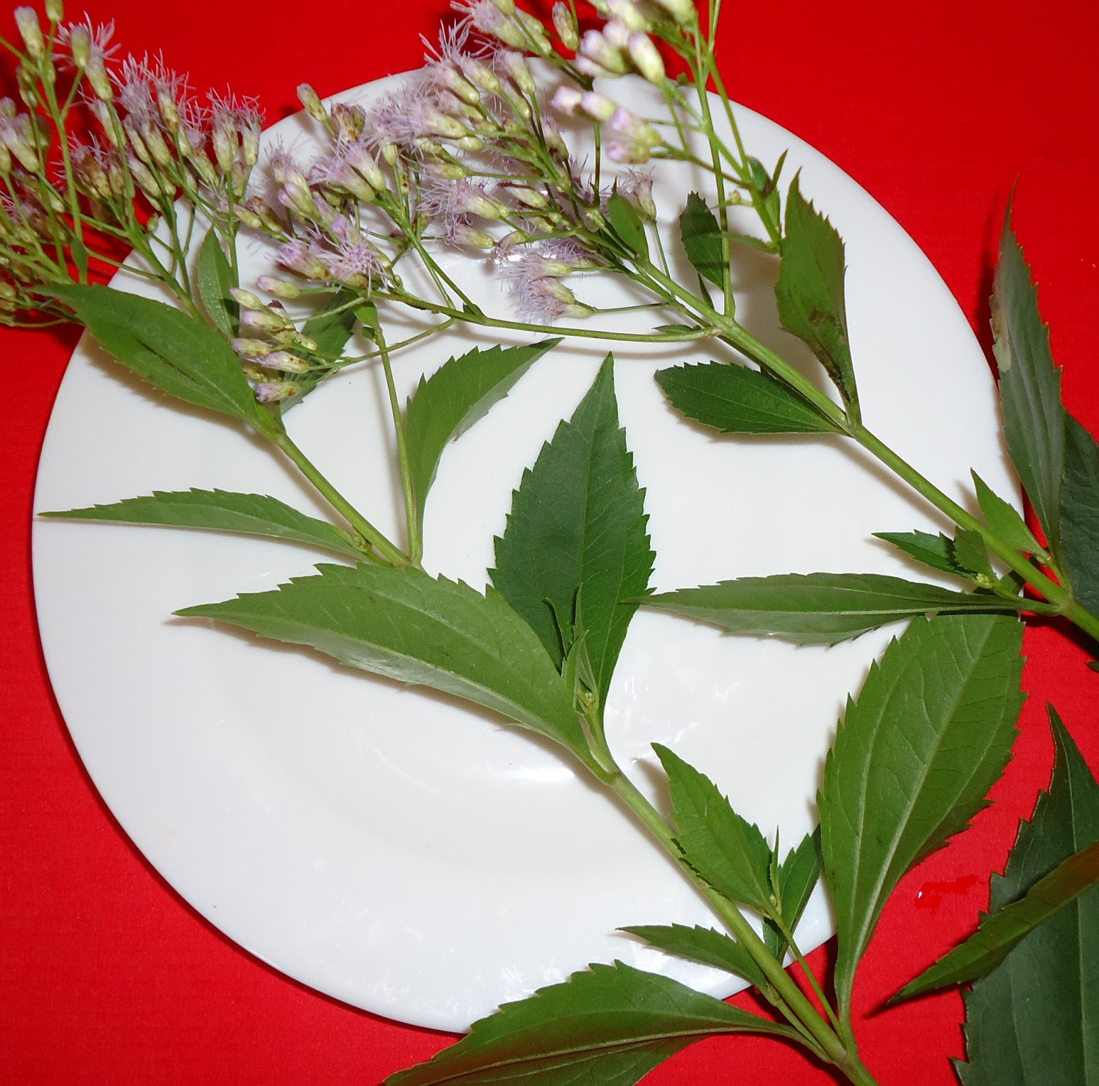 v e r d e c h a c o: Hoja de la Virgen / Falsa Chilca / Yuyo negro