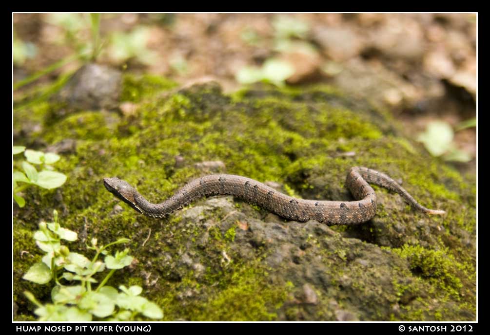 Huchchara Santhe: Snakes from Goa