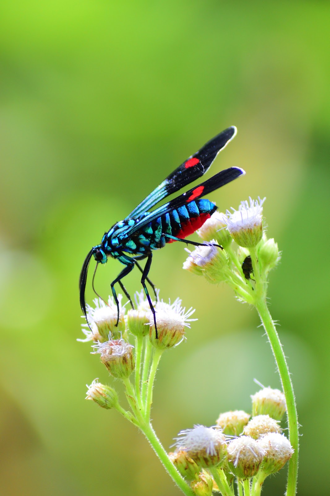 Final Blue Moth Photo