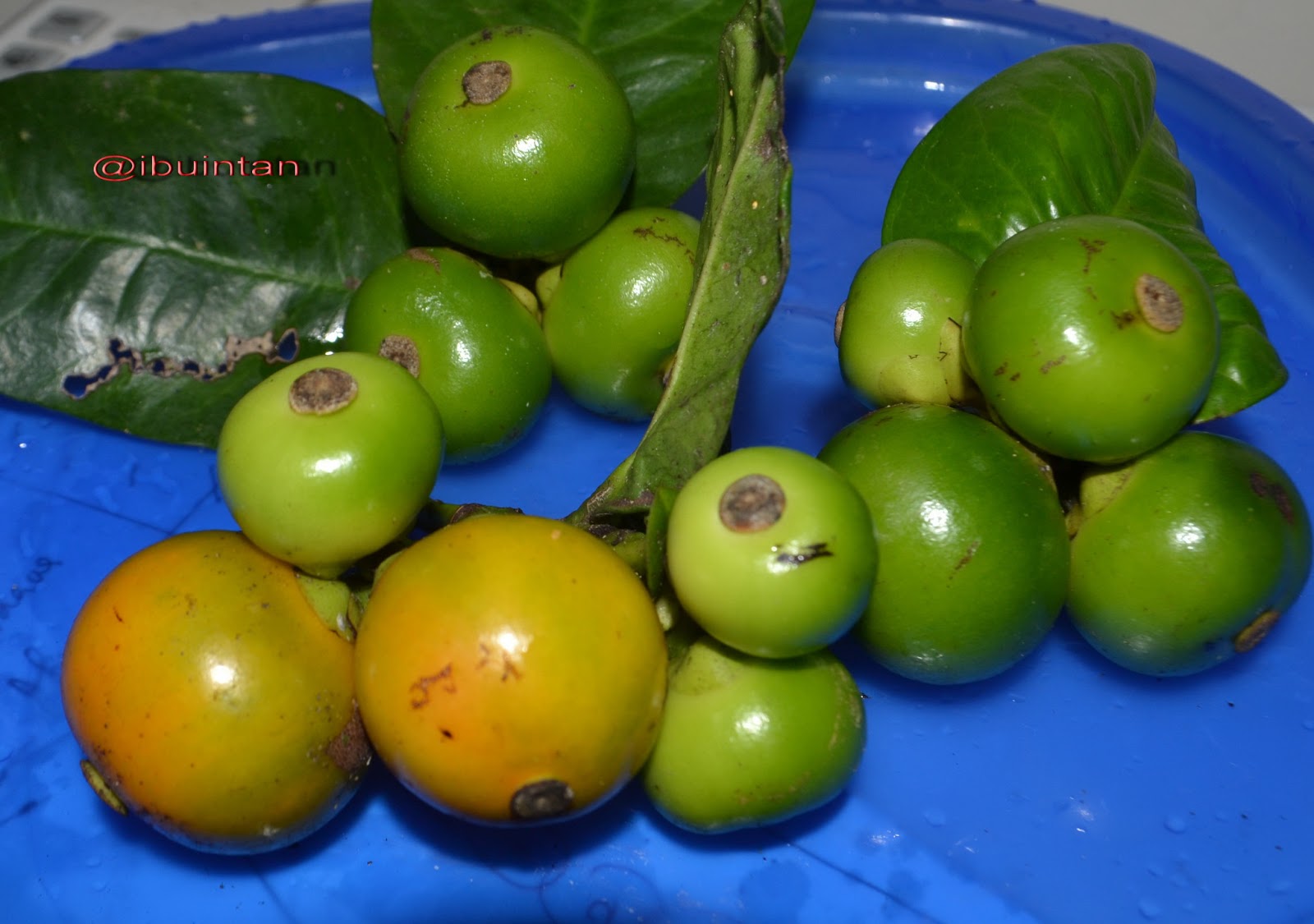 ibuintan: Buah cepu @ chopu.