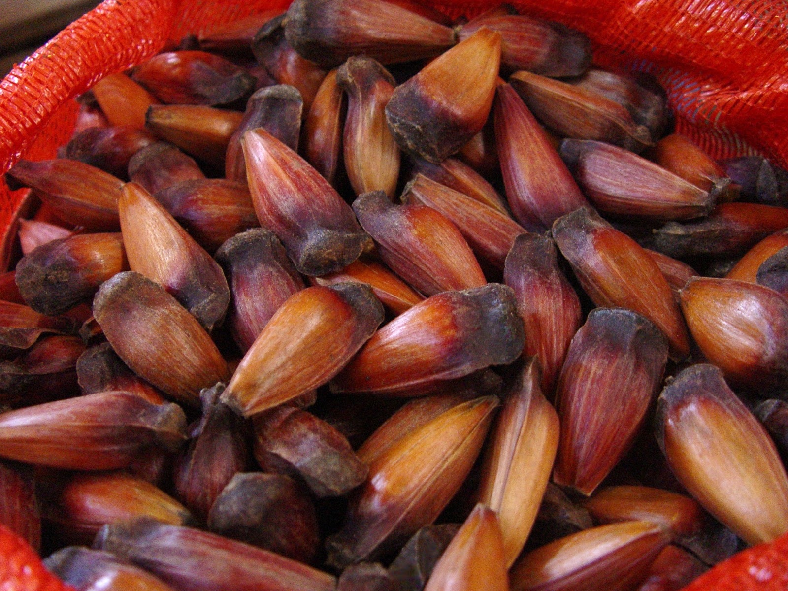 Símbolo do sul do país, pinhão é alimento presente nas festas juninas ...
