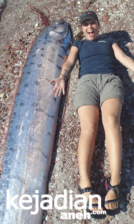 Info Spesial Ikan Naga Hitam