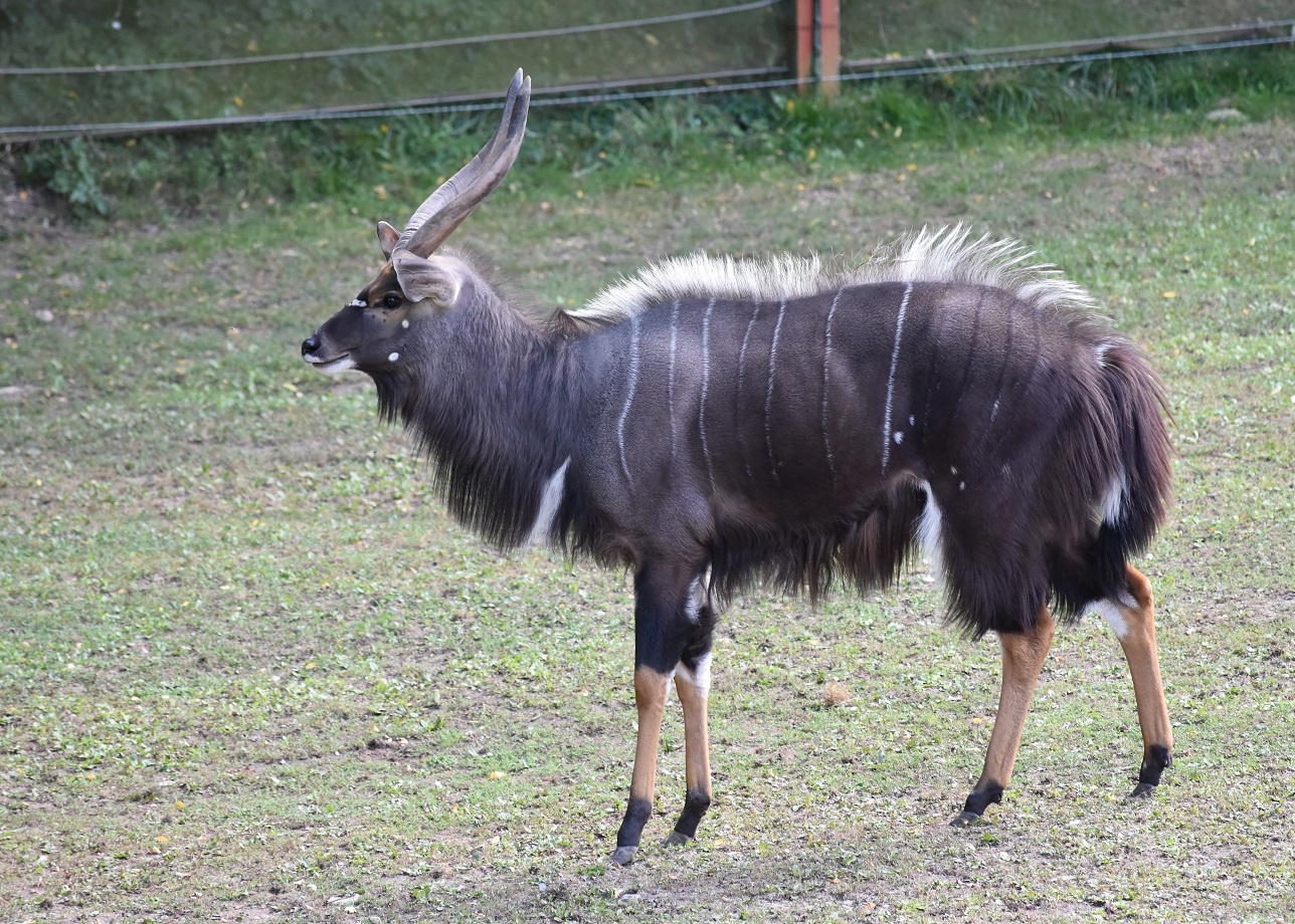 ZOOTOGRAFIANDO (6.100 ANIMALS): NYALA / NYALA (Tragelaphus angasii)