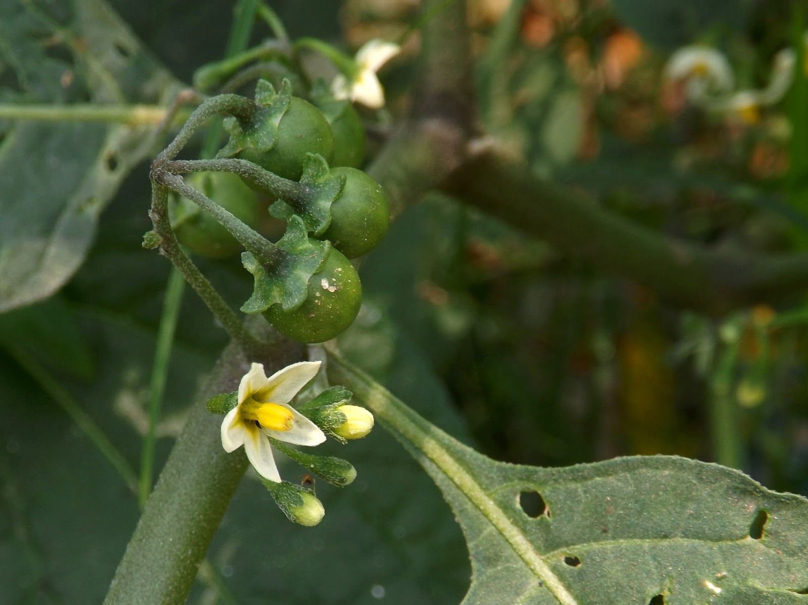 Solanum Nigrum Flower