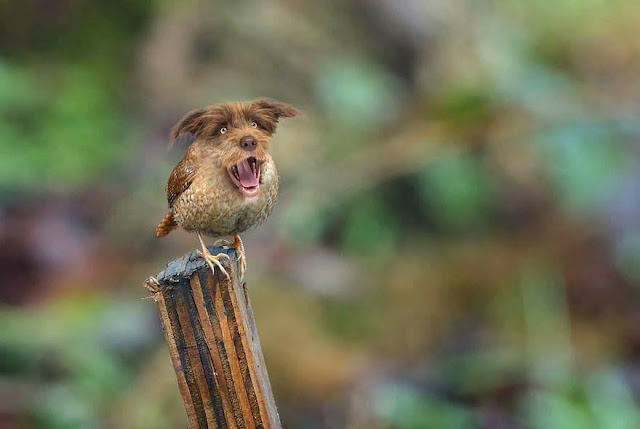 TOP 26 funny photoshopped photos of two animals combined together