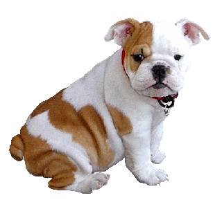 Pieseczki mireczki: Animowane gify i obrazki - Psy mopsy