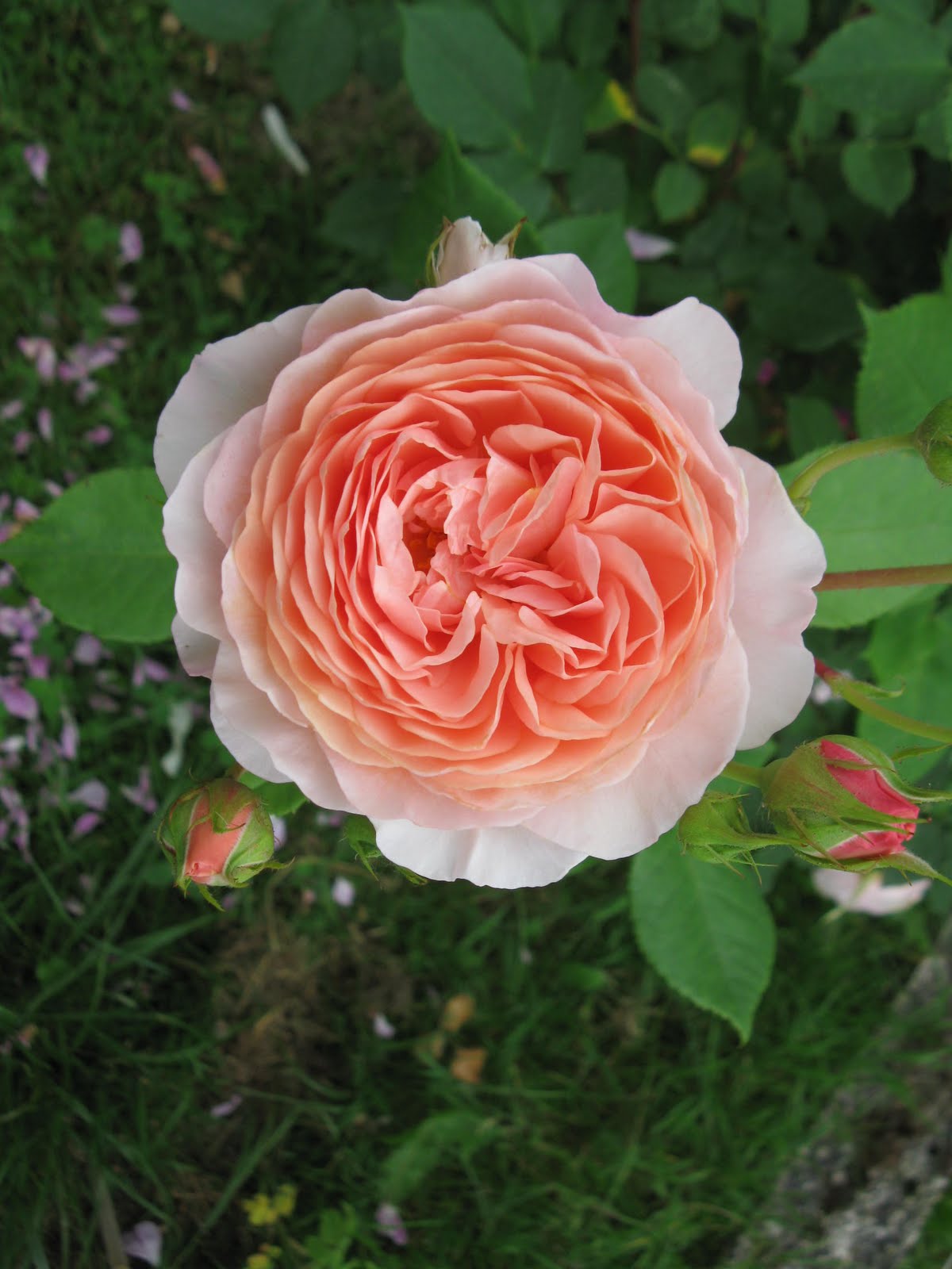 Meine Rosen: William Morris