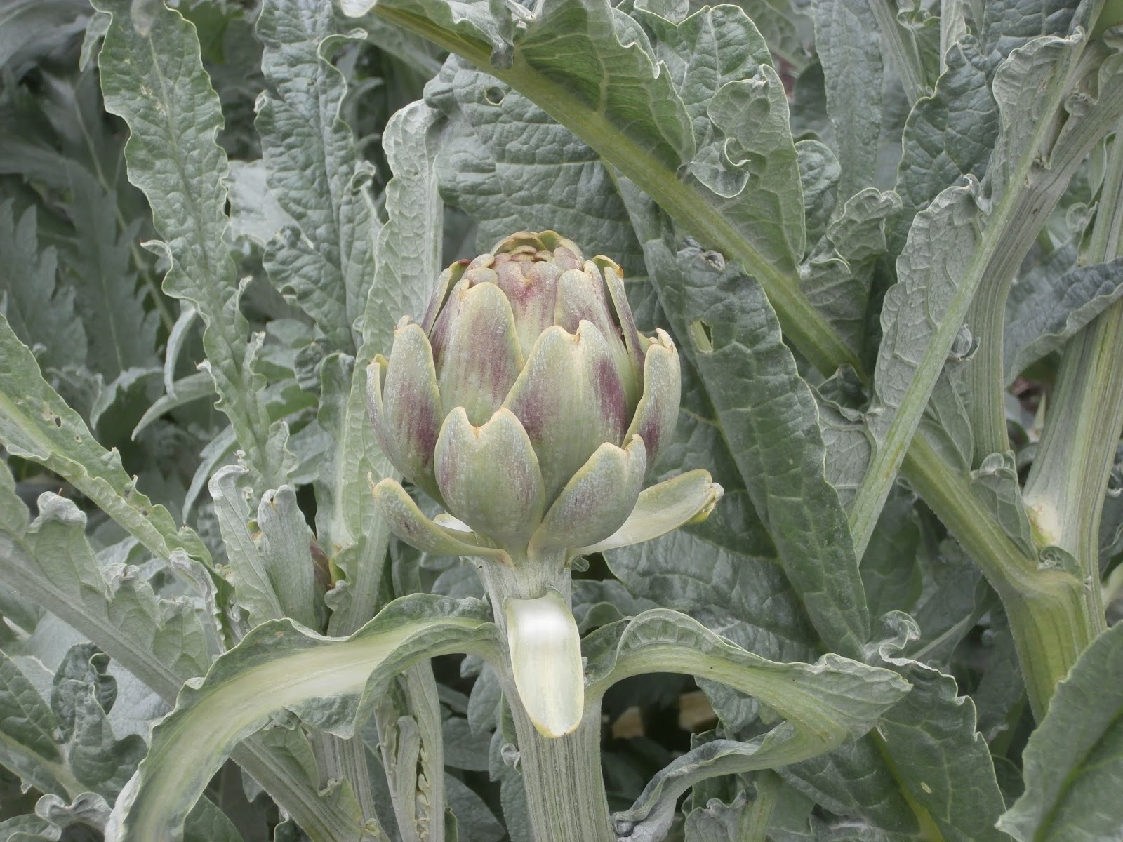 METIDO EN JARDINES: Hortícolas: Alcachofa