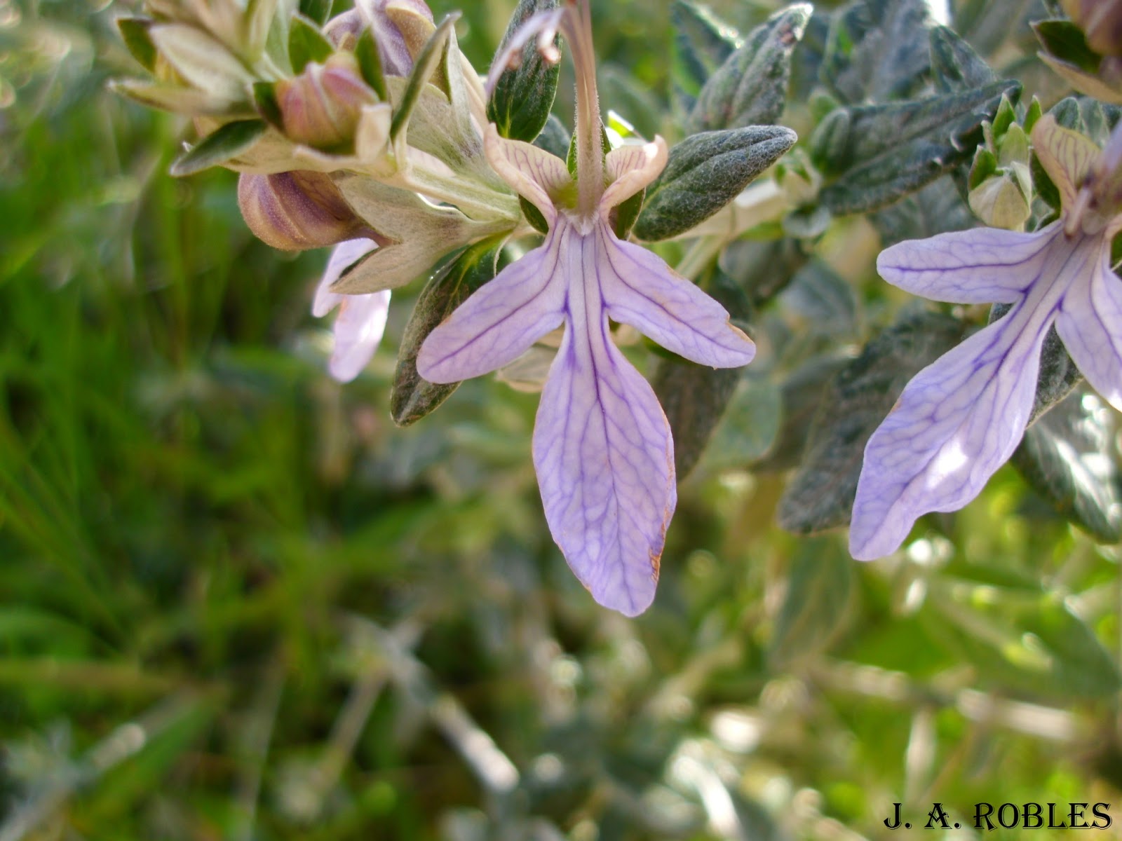 Silencio verde, la vida...: Teucrium fruticans (olivilla, teucrio)