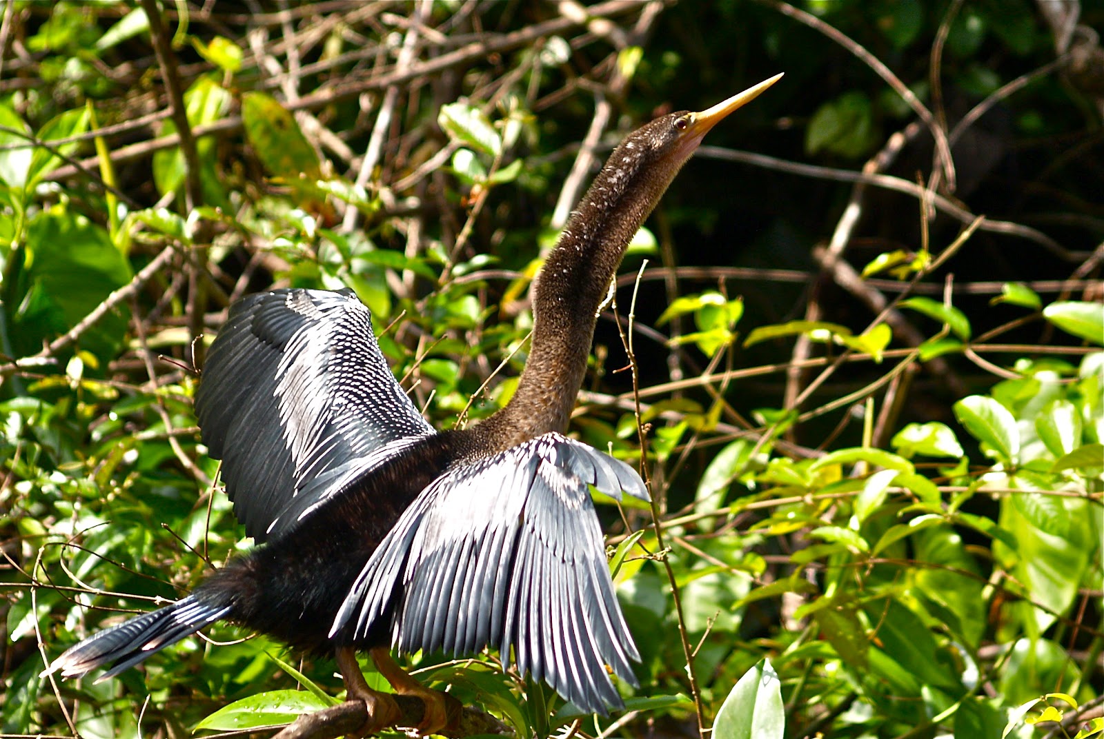 Photos by Drachma: Things that fly, swim, crawl and walk, & more.