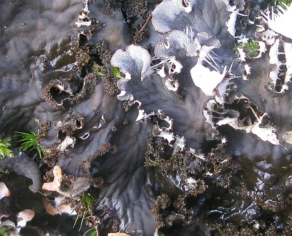 Michael Foley: Natural History ©: LICHEN: Peltigera praetextata in Cumbria