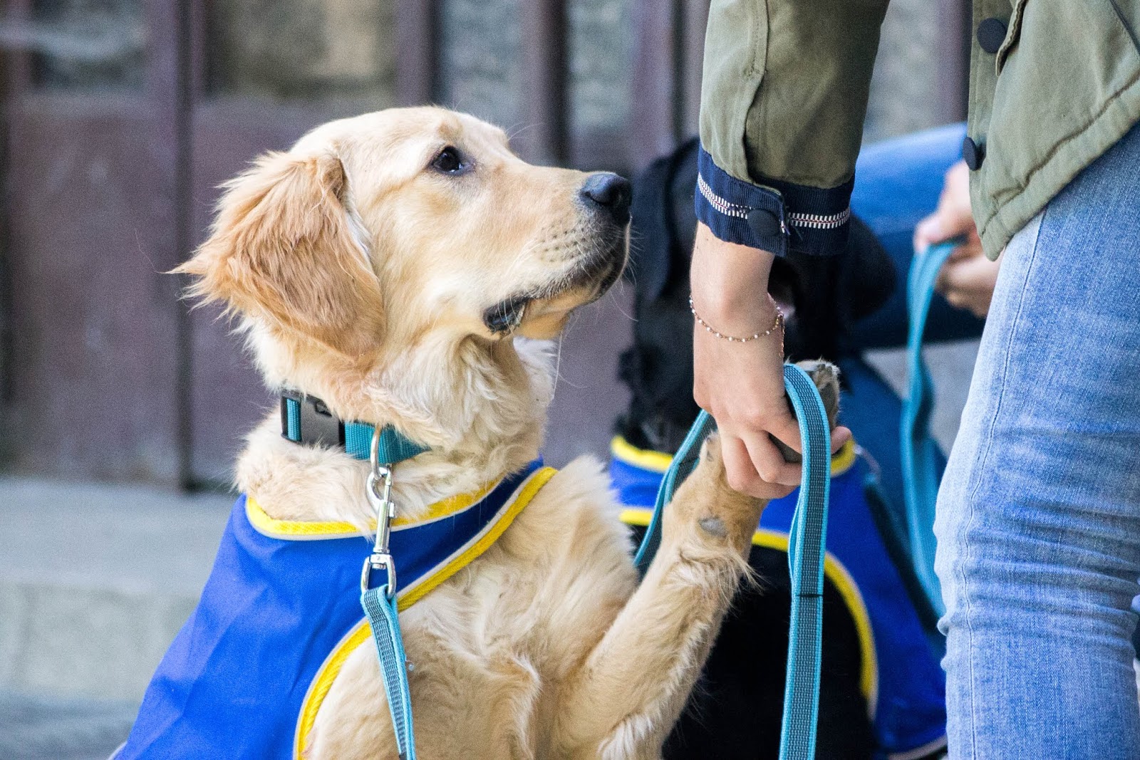 HANDI'CHIENS Bretagne: Gan Prévoyance et A3P (re-)soutiennent Handi'Chiens
