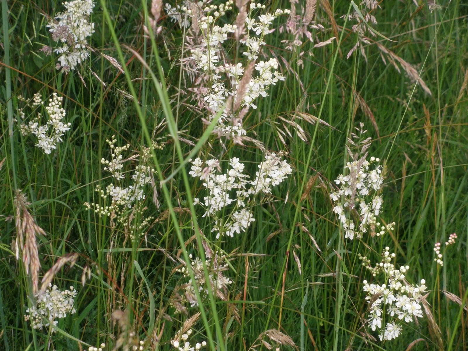 Di fiore in fiore: Erba peperina