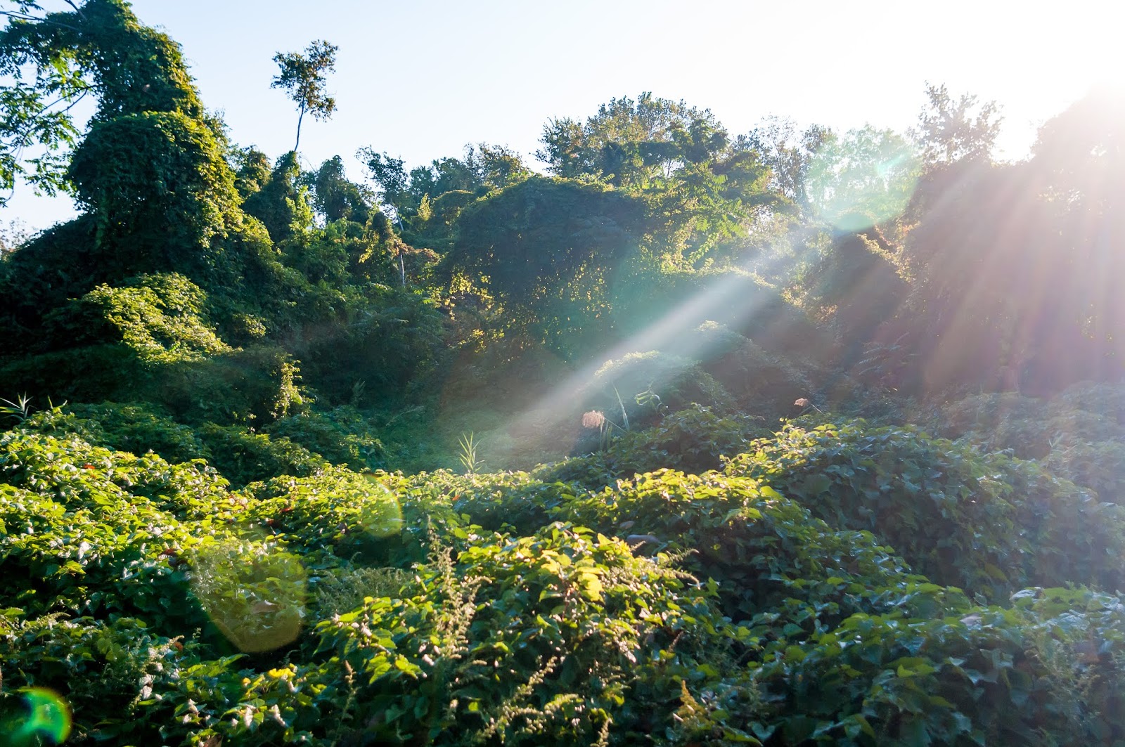 NEW SAVANNA: Sunny spots of greenery