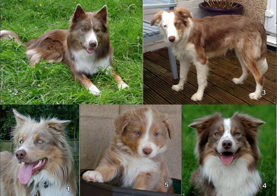 Border Collies - História e Genética: Cores